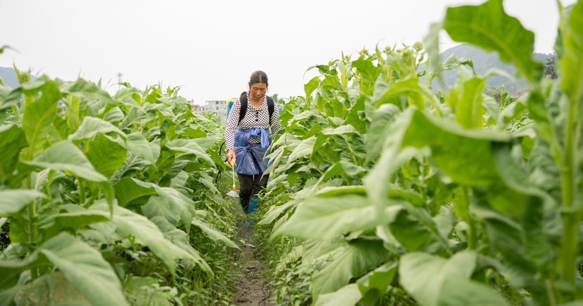 Tobacco Trade and Farming is Impeding the Achievement of SDGs - JA PreventNCD